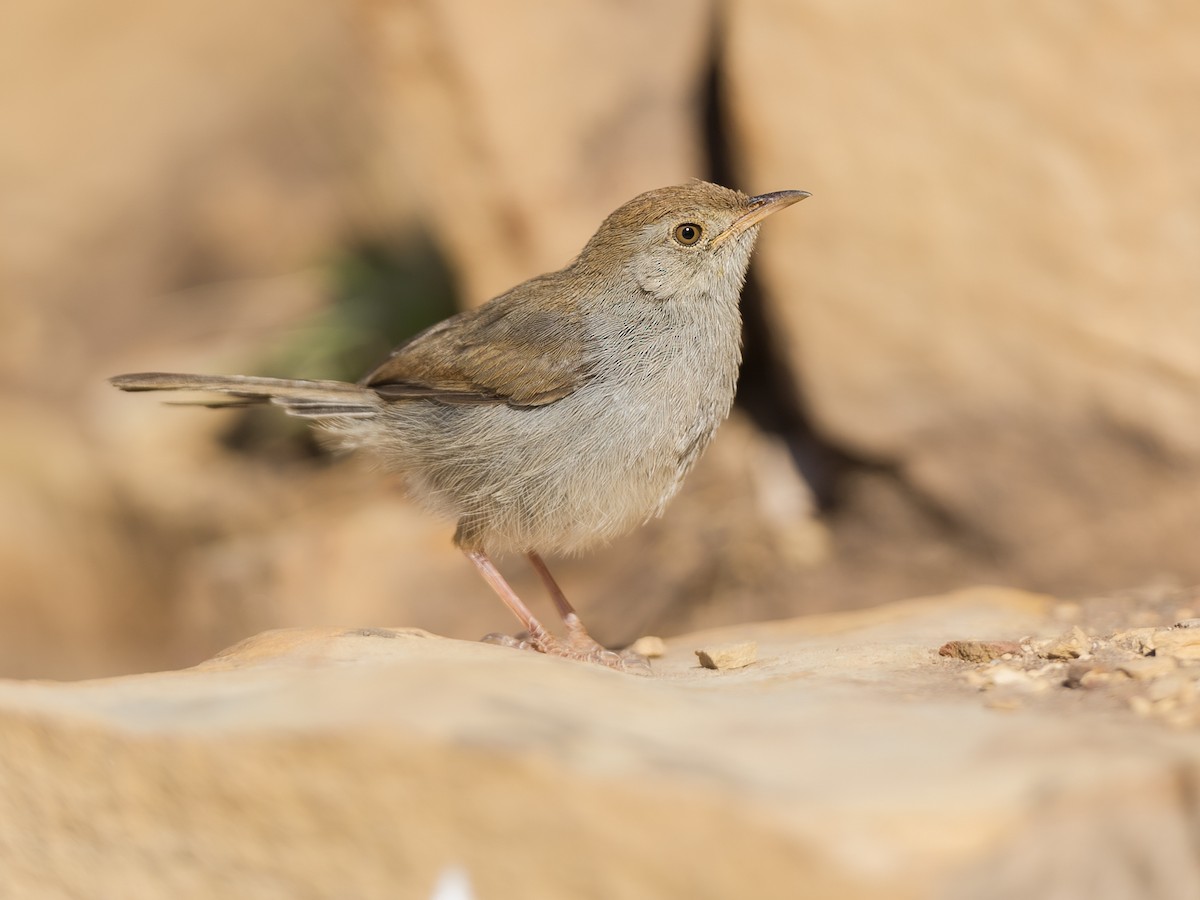 Piping Cisticola - Cisticola fulvicapilla - Birds of the World