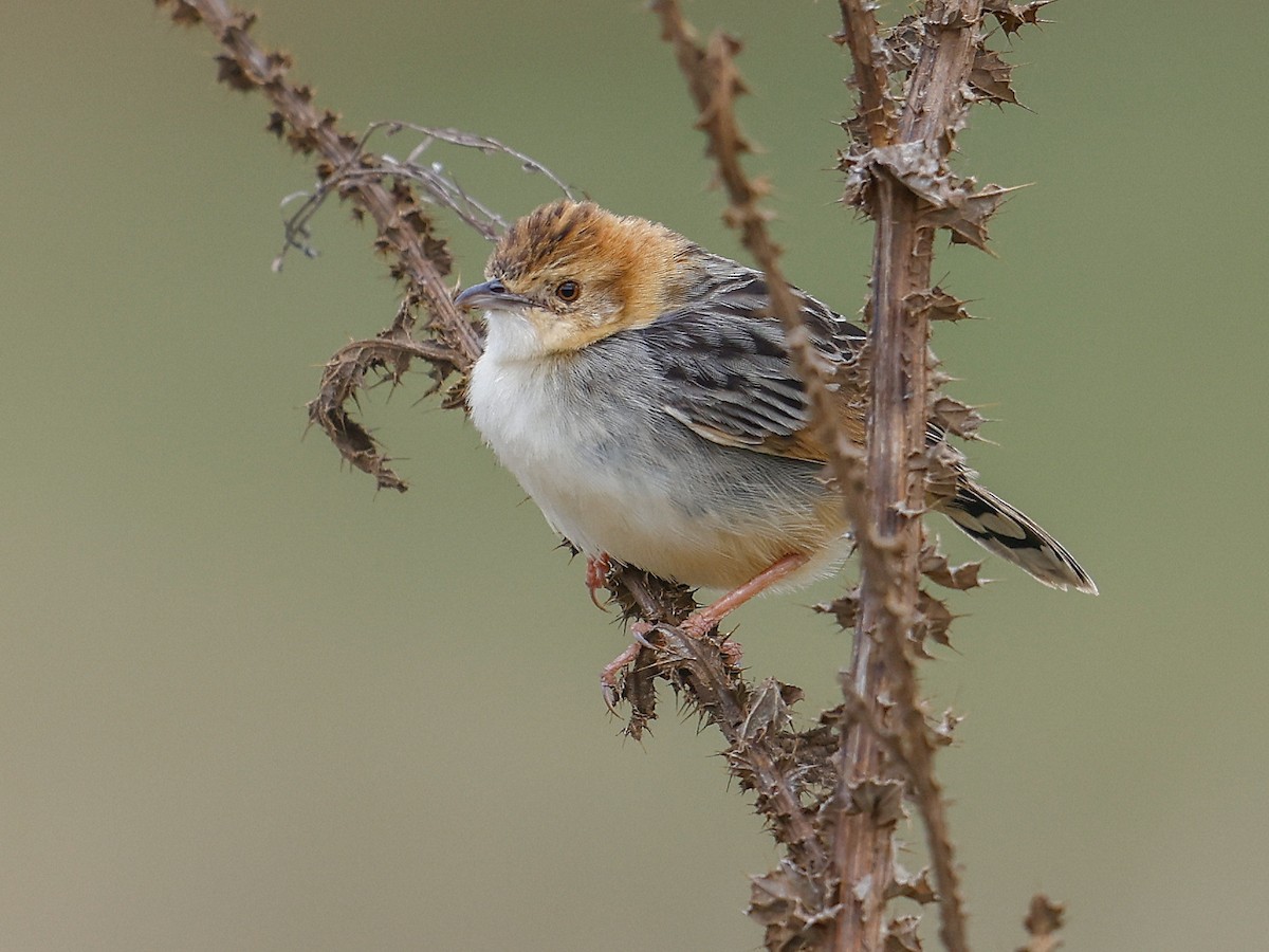 Aberdare Cisticola - Cisticola aberdare - Birds of the World