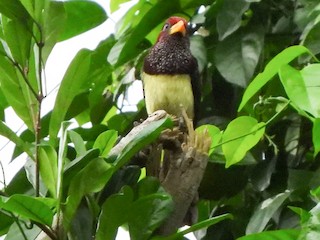 Western Yellow-billed Barbet - eBird