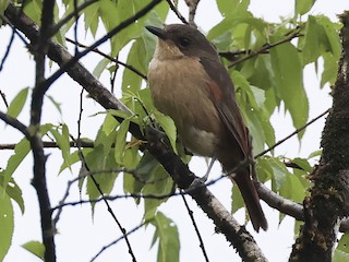 Yellow-throated Fiji Whistler - eBird