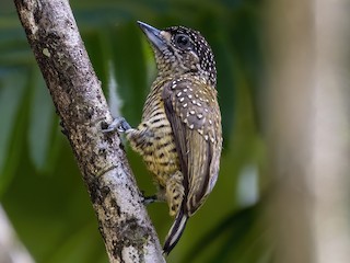 Golden-spangled Piculet - eBird