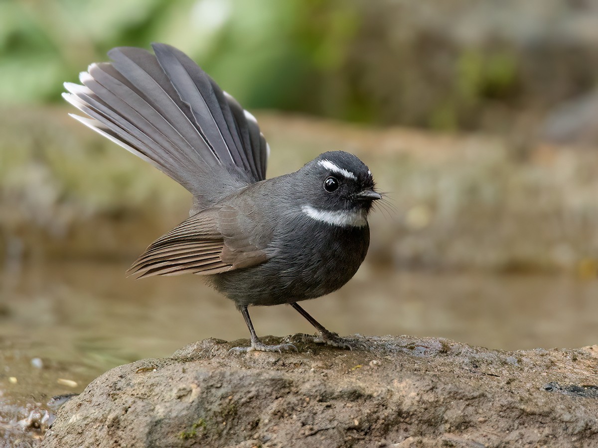 White-throated Fantail - Rhipidura albicollis - Birds of the World
