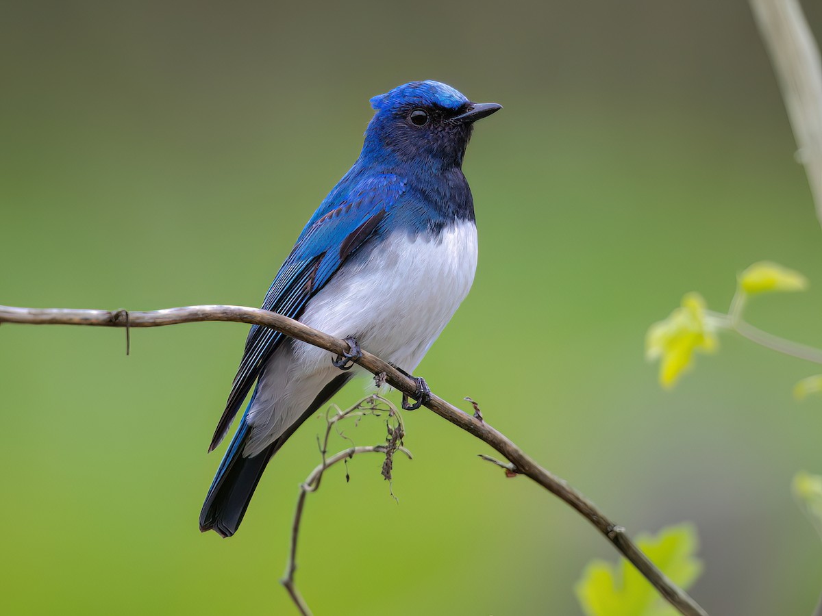 Blue-and-white Flycatcher - Cyanoptila cyanomelana - Birds of the World