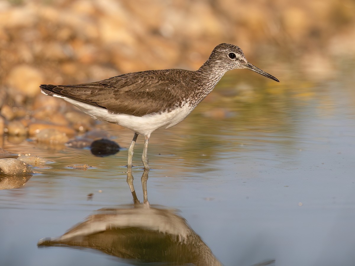 Green Sandpiper - Tringa ochropus - Birds of the World