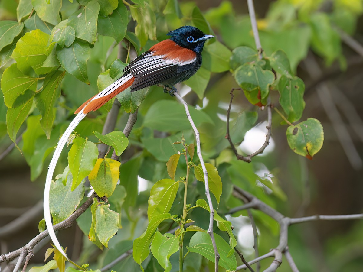 African Paradise-Flycatcher - Terpsiphone viridis - Birds of the World