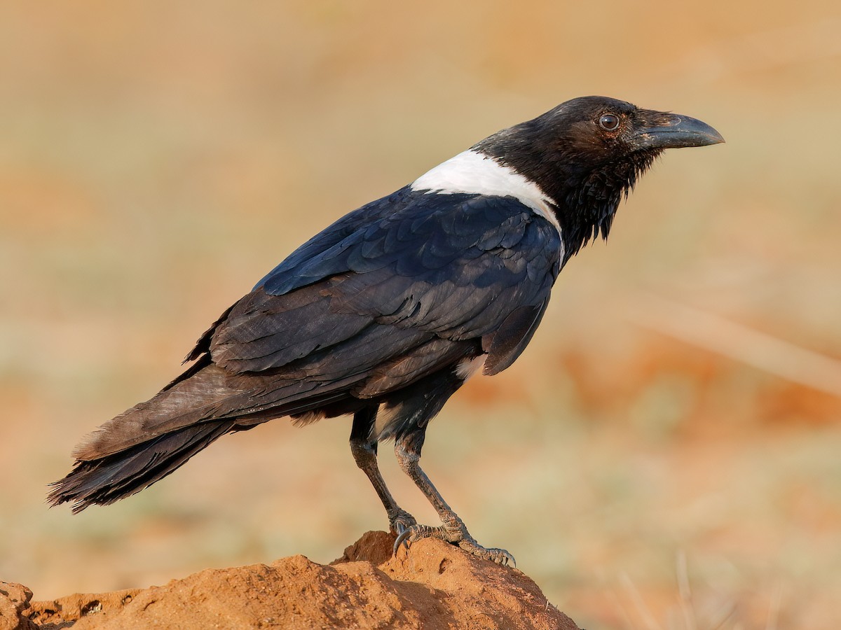Pied Crow - Corvus albus - Birds of the World