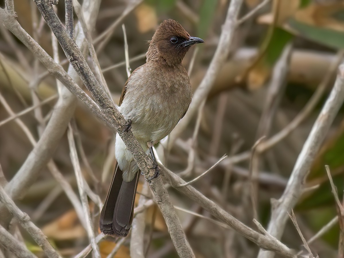 Common Bulbul - Pycnonotus barbatus - Birds of the World