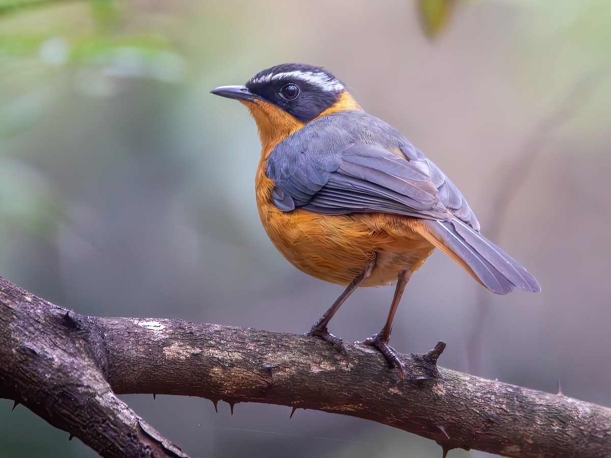 Rüppell's Robin-Chat - Cossypha semirufa - Birds of the World
