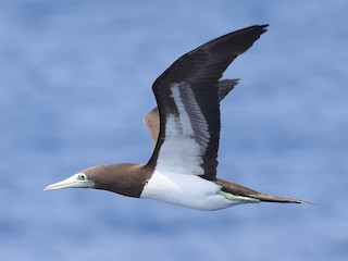 Cocos Booby - eBird