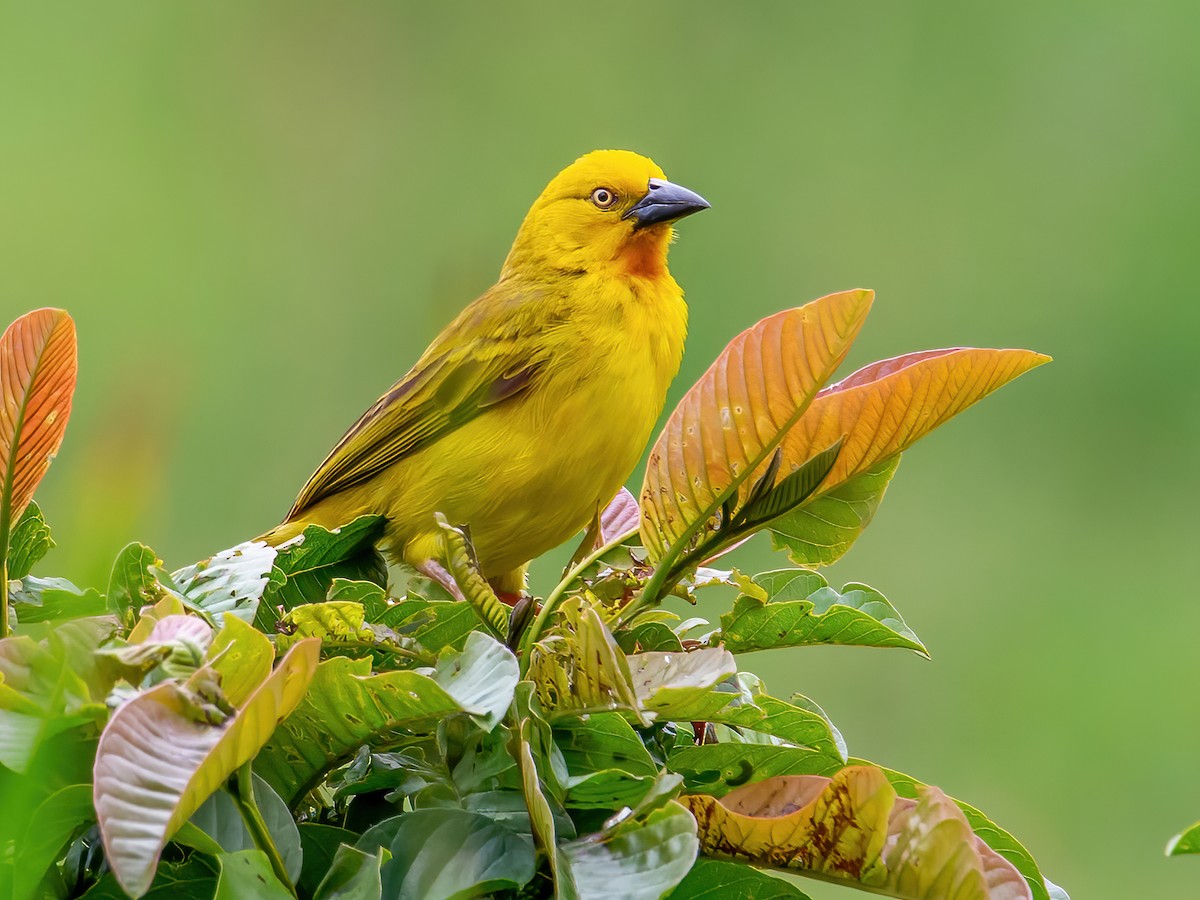 Holub's Golden-Weaver - Ploceus xanthops - Birds of the World