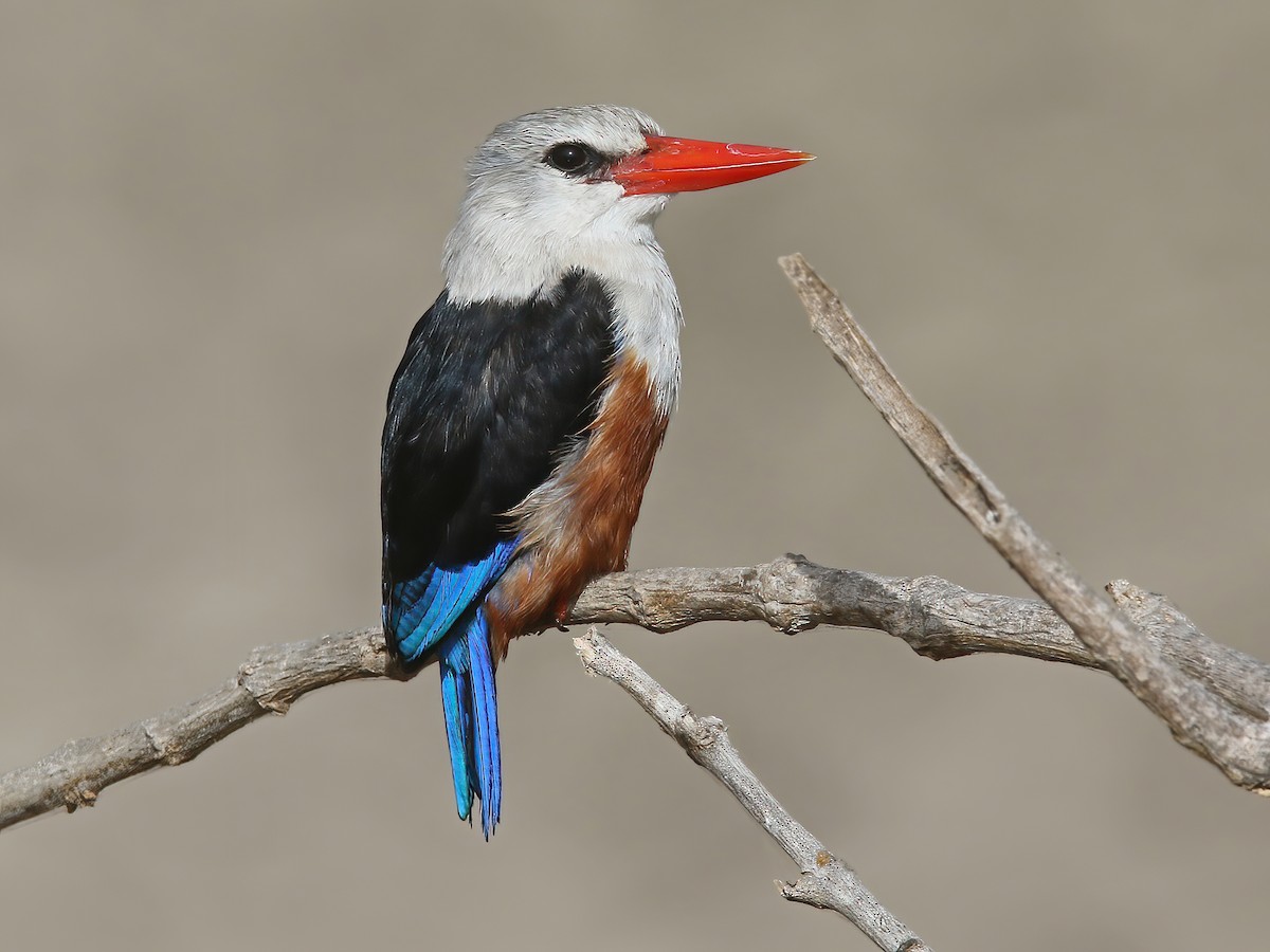 Gray-headed Kingfisher - Halcyon leucocephala - Birds of the World