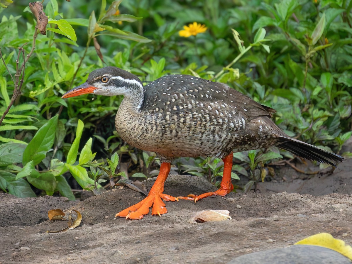 African Finfoot - Podica senegalensis - Birds of the World