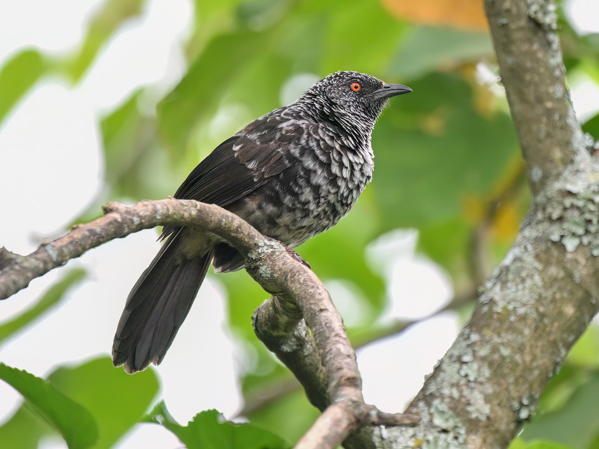 Hinde's Pied-Babbler - Turdoides hindei - Birds of the World