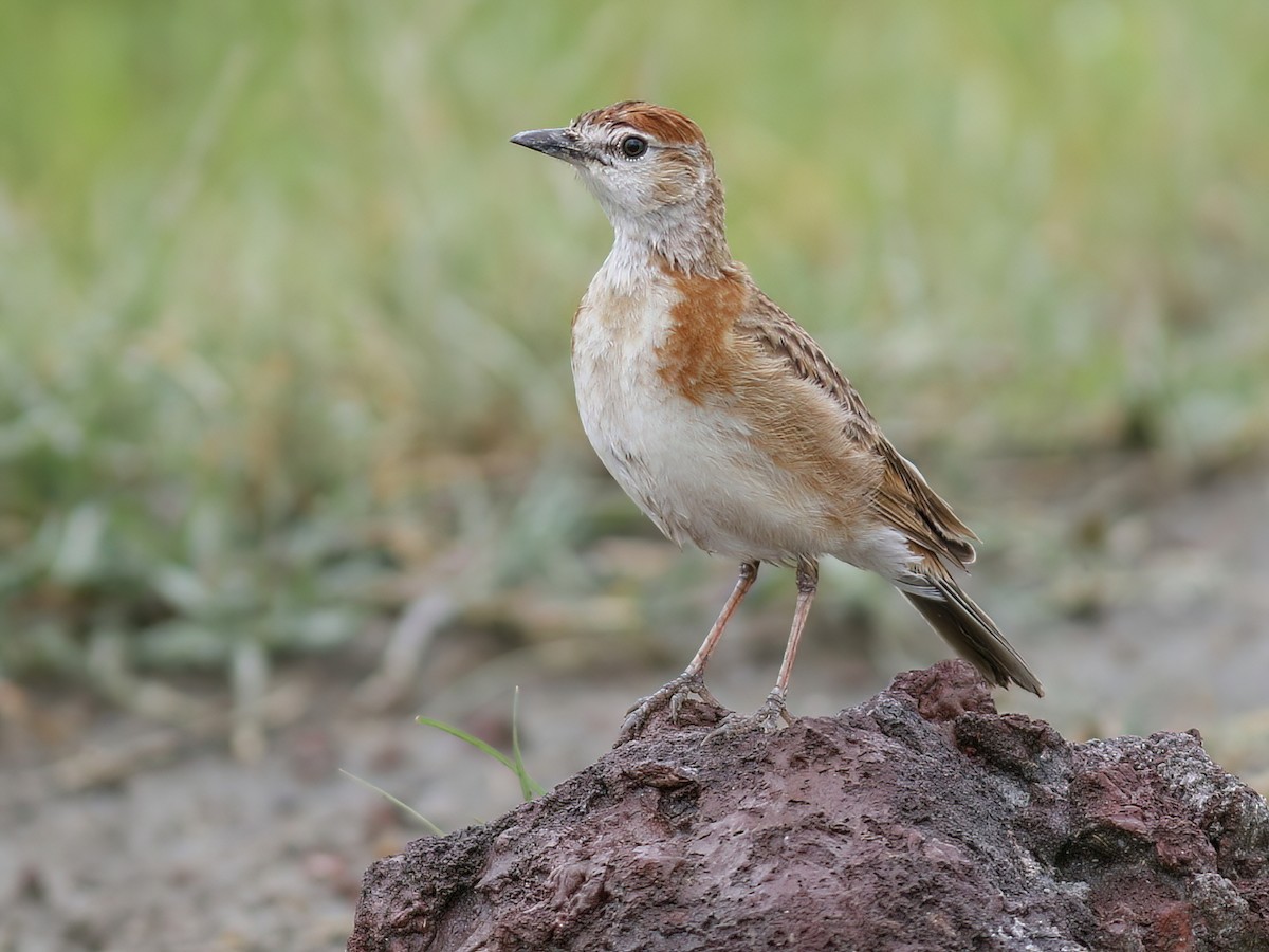 Red-capped Lark - Calandrella cinerea - Birds of the World