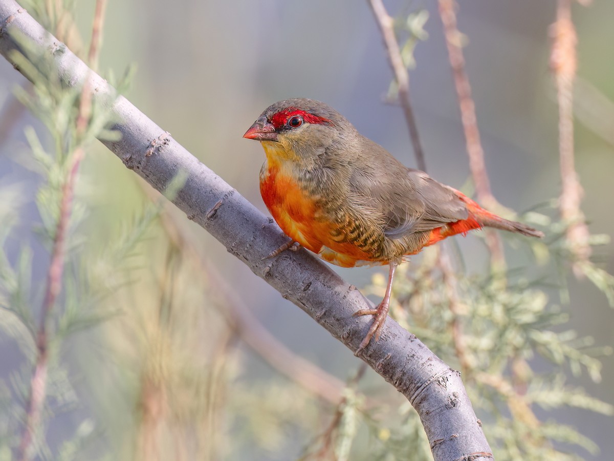 Zebra Waxbill - Amandava subflava - Birds of the World