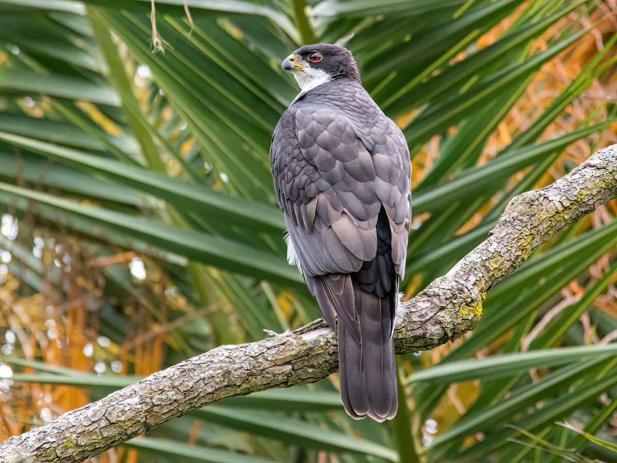 Black Goshawk - Astur melanoleucus - Birds of the World