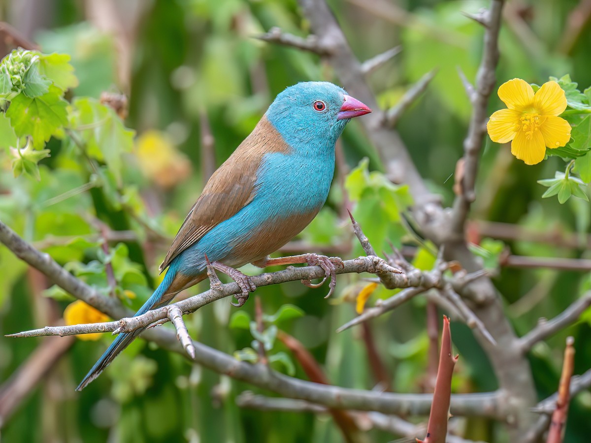 Blue-capped Cordonbleu - Uraeginthus cyanocephalus - Birds of the World