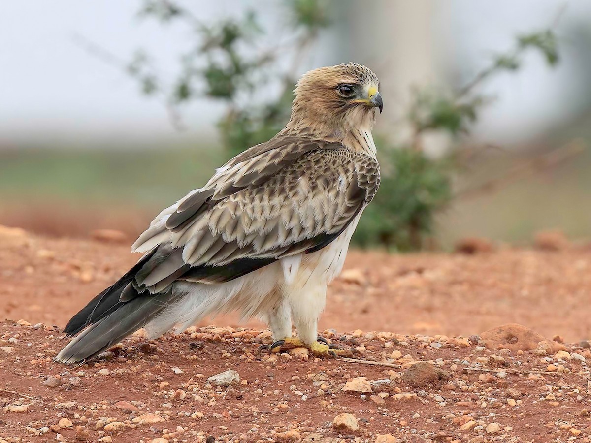 Booted Eagle - Hieraaetus pennatus - Birds of the World