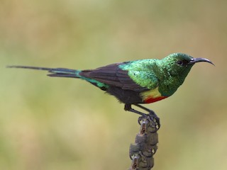 Gorgeous Sunbird - eBird