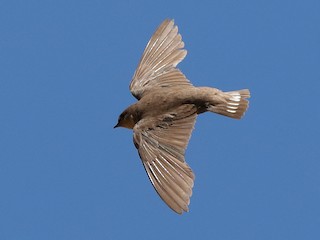 Southern Crag-Martin - eBird