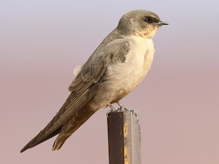 Southern Crag-Martin - eBird