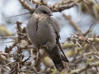 Red-throated Crag-Martin - eBird