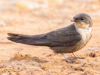 Red-throated Crag-Martin - eBird
