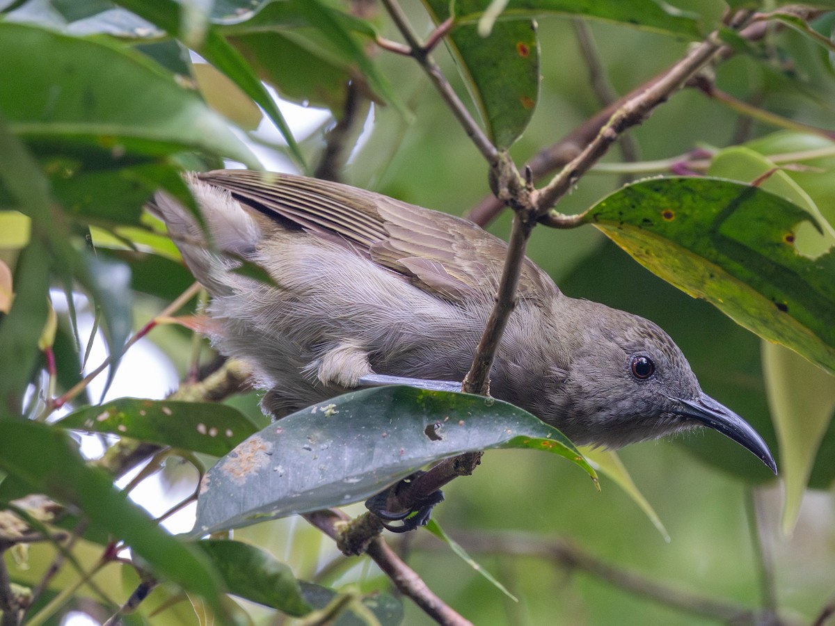 Bougainville Honeyeater - Stresemannia bougainvillei - Birds of the World