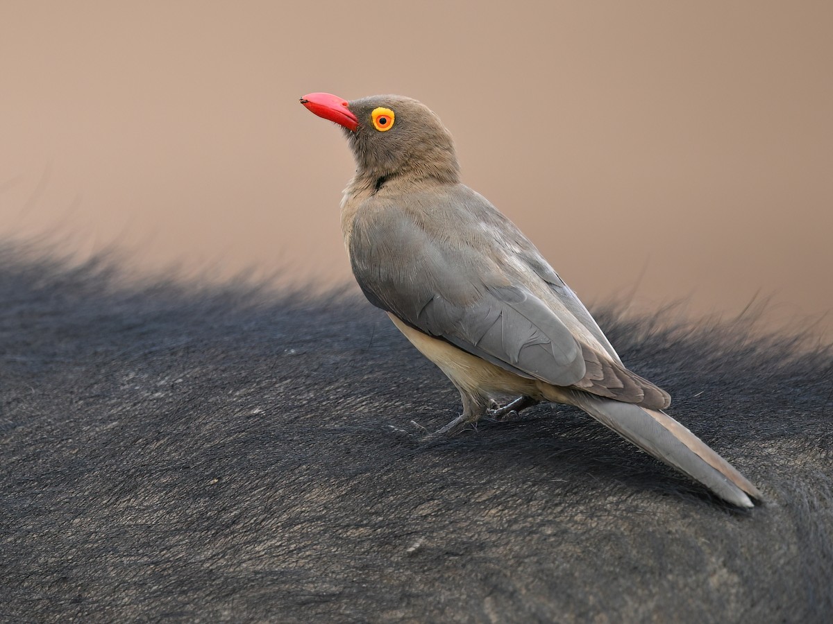 Red-billed Oxpecker - Buphagus erythroryncha - Birds of the World