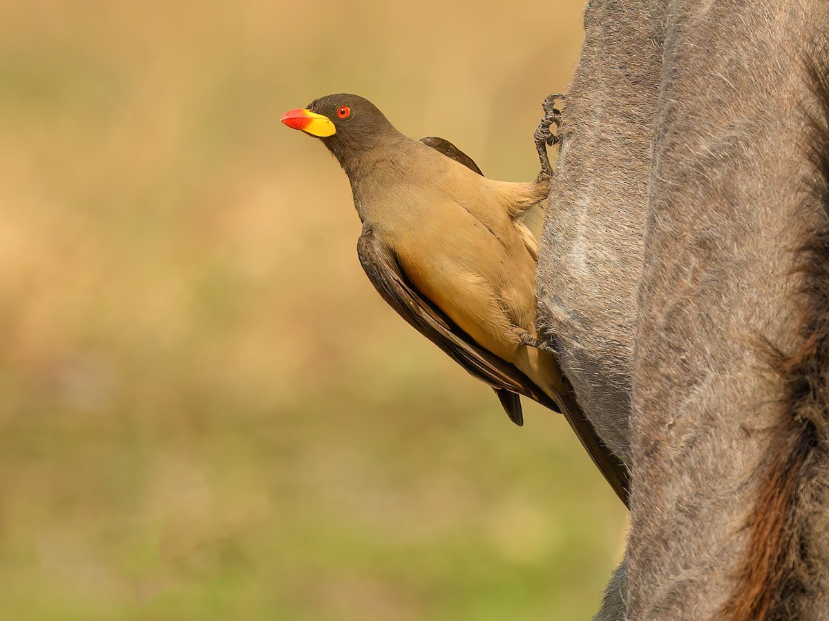 Yellow-billed Oxpecker - Buphagus africanus - Birds of the World