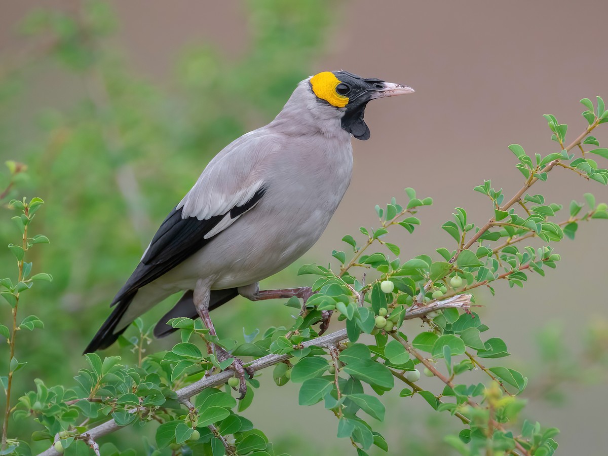Wattled Starling - Creatophora cinerea - Birds of the World