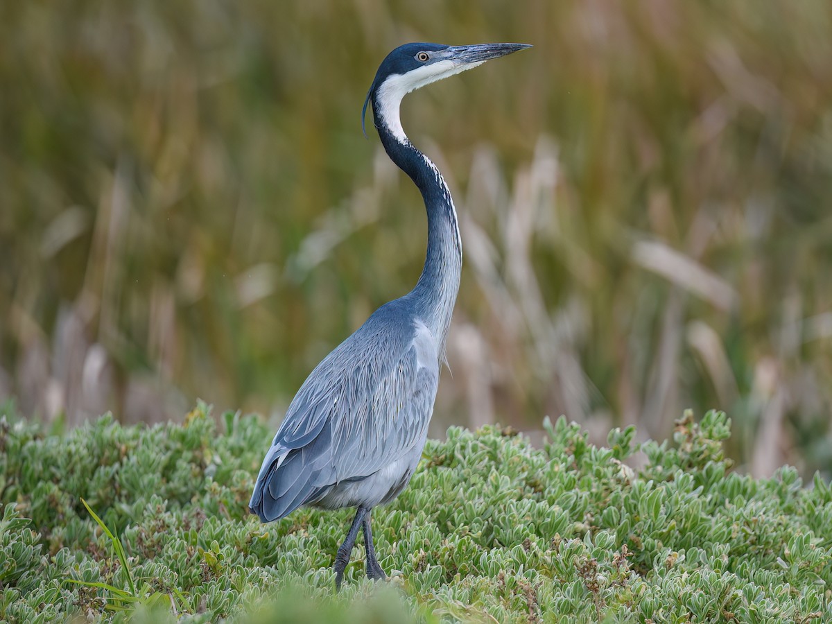 Black-headed Heron - Ardea melanocephala - Birds of the World