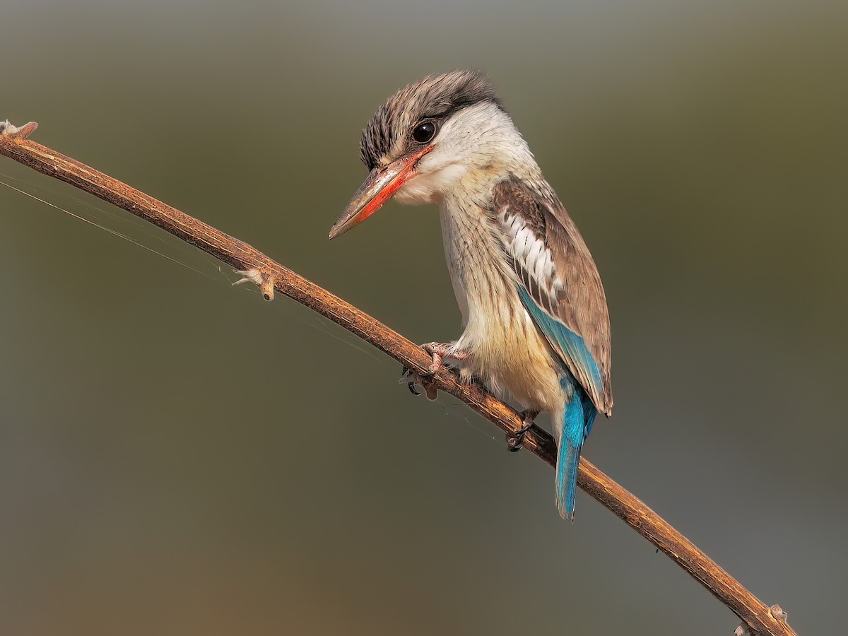 Striped Kingfisher - Halcyon chelicuti - Birds of the World