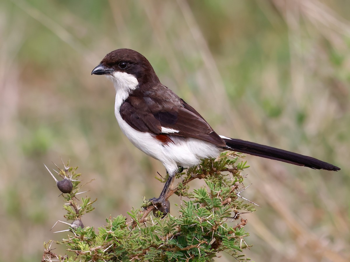 Long-tailed Fiscal - Lanius cabanisi - Birds of the World