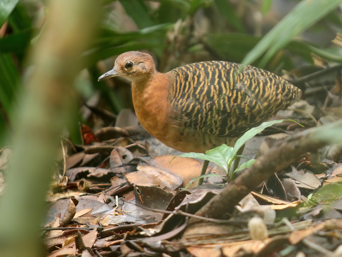 Rusty Tinamou - Crypturellus brevirostris - Birds of the World