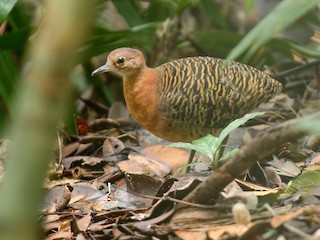 Rusty Tinamou - Crypturellus brevirostris - Birds of the World