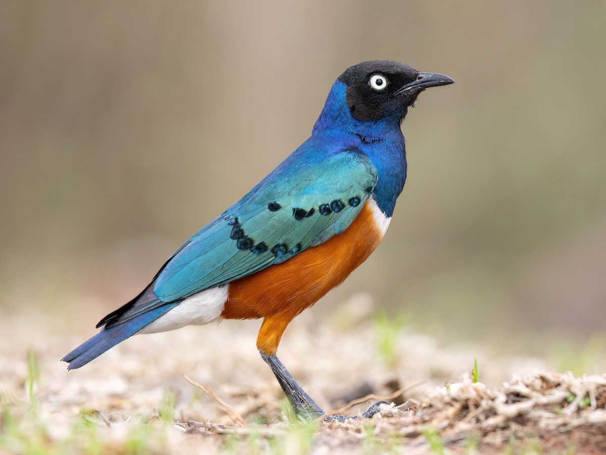 Superb Starling - Lamprotornis superbus - Birds of the World