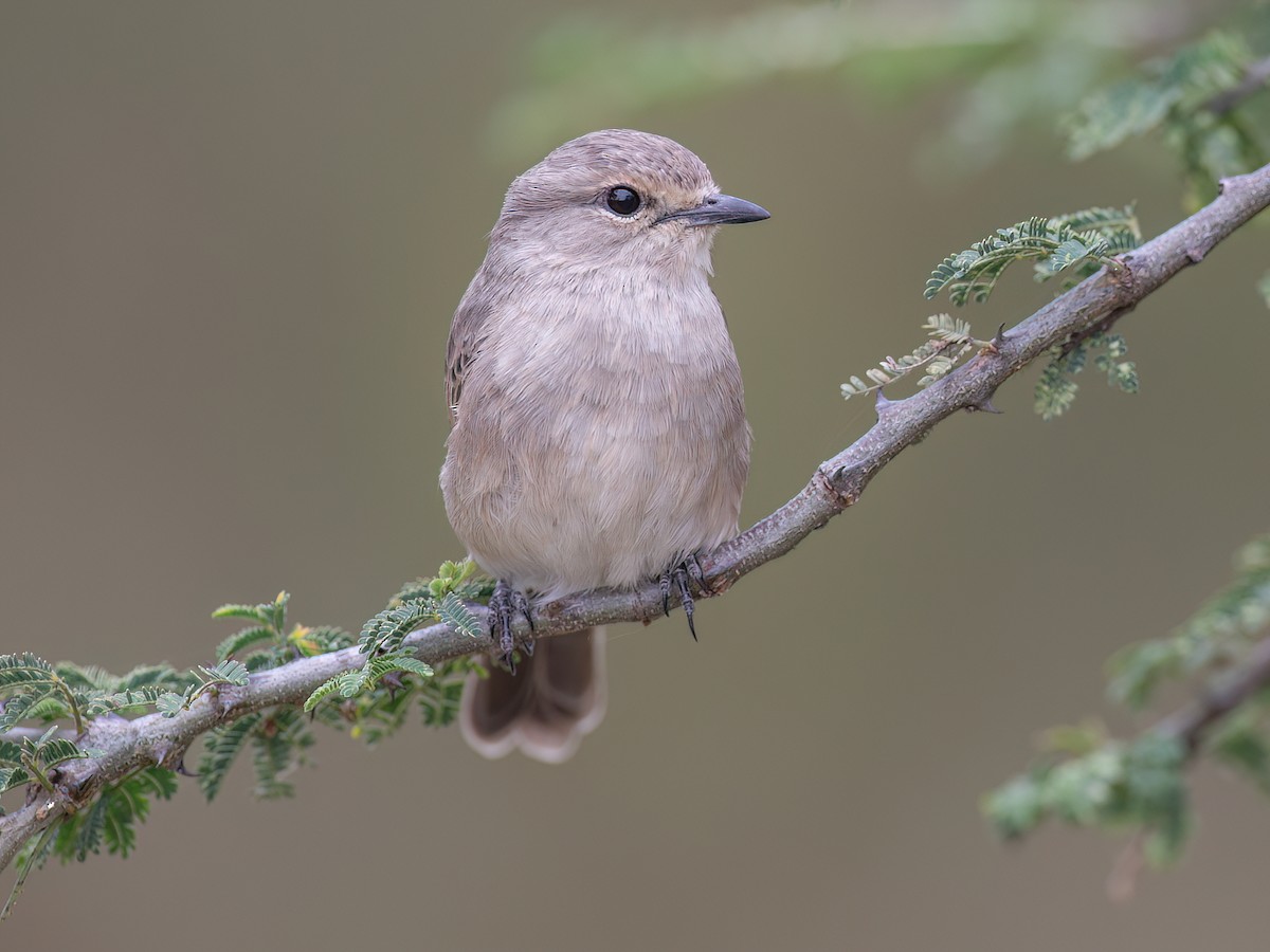 African Gray Flycatcher - Bradornis microrhynchus - Birds of the World