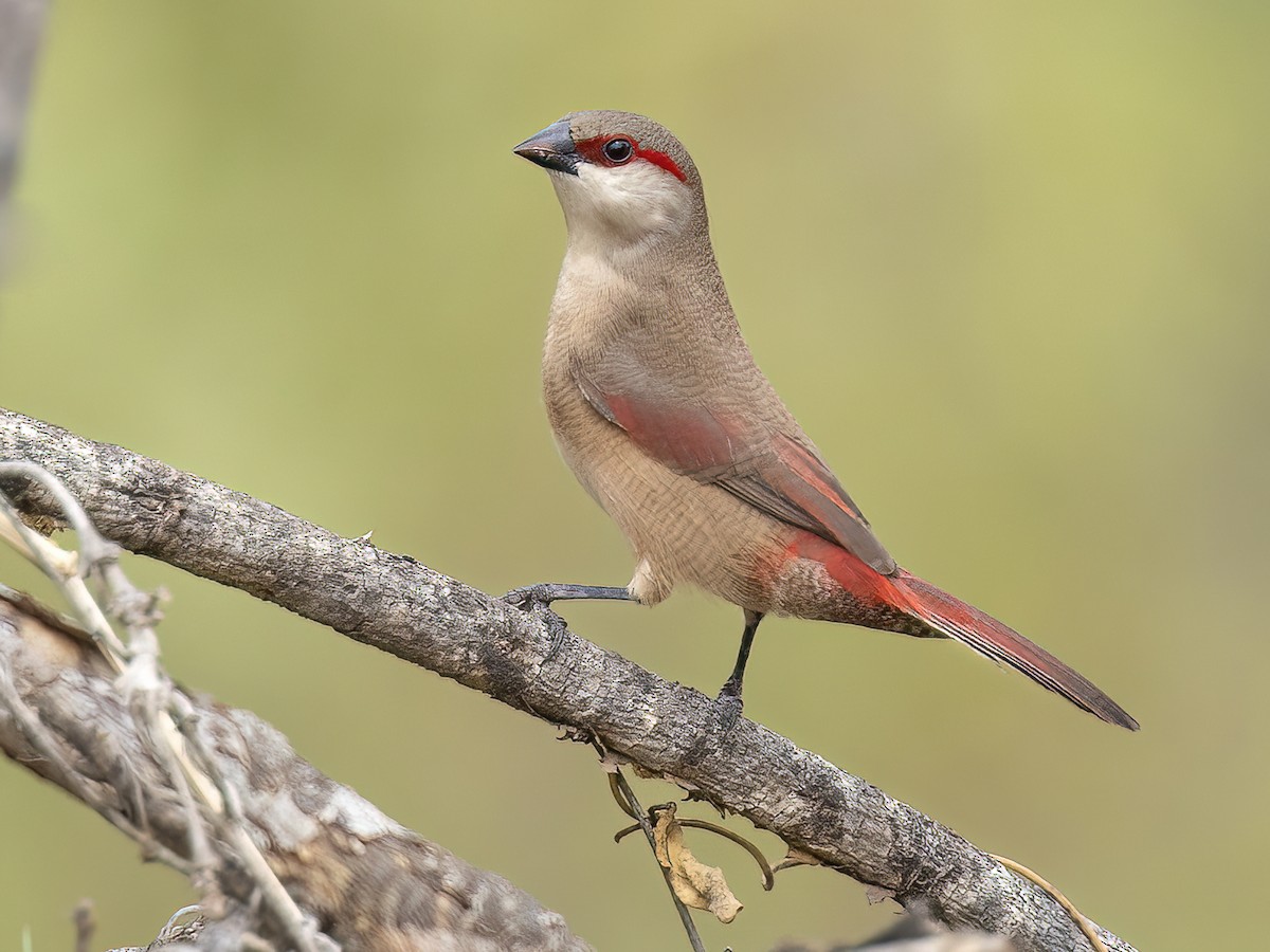 Crimson-rumped Waxbill - Estrilda rhodopyga - Birds of the World
