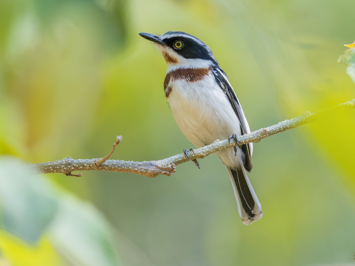 Chinspot Batis - Batis molitor - Birds of the World