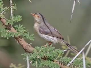 Buff-bellied Warbler - Phyllolais pulchella - Birds of the World