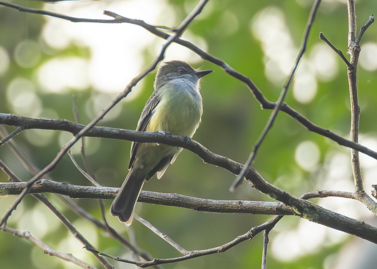 Brown-crested Flycatcher (South American) - eBird