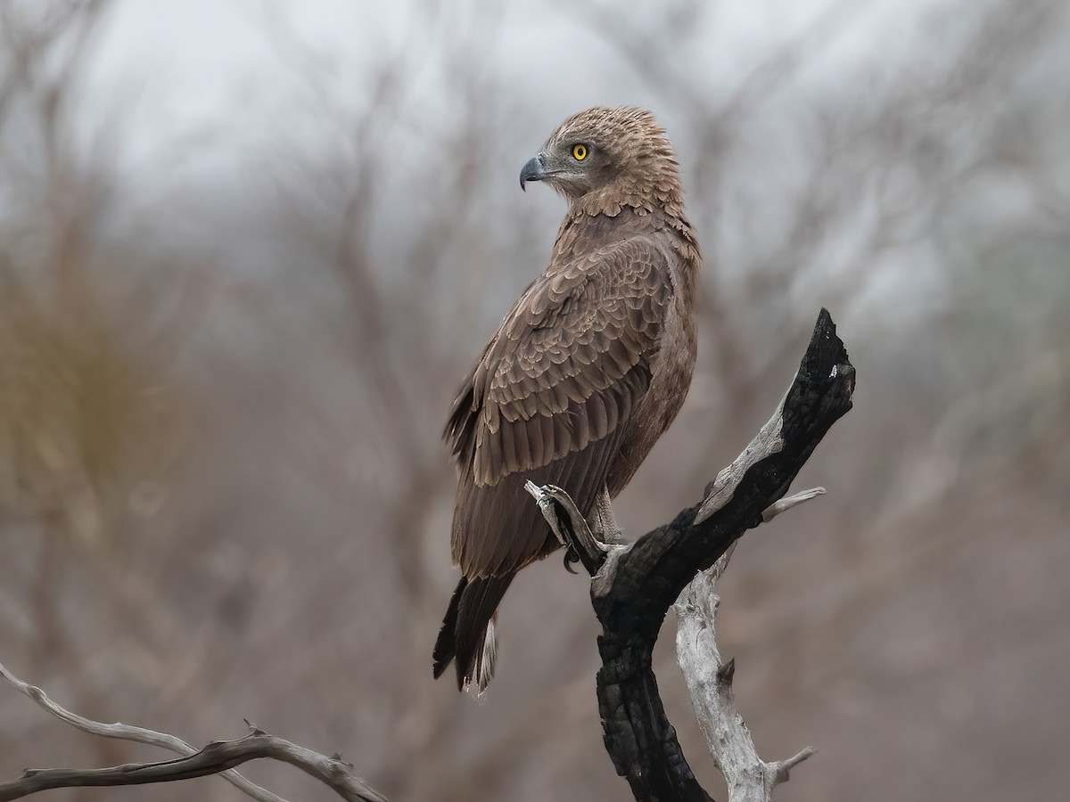 Brown Snake-Eagle - Circaetus cinereus - Birds of the World