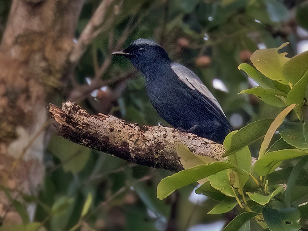 Malaita Cicadabird - Edolisoma tricolor - Birds of the World