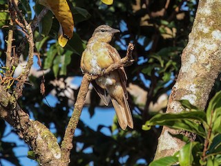 Central Melanesian Cicadabird - Edolisoma erythropygium - Birds of the ...