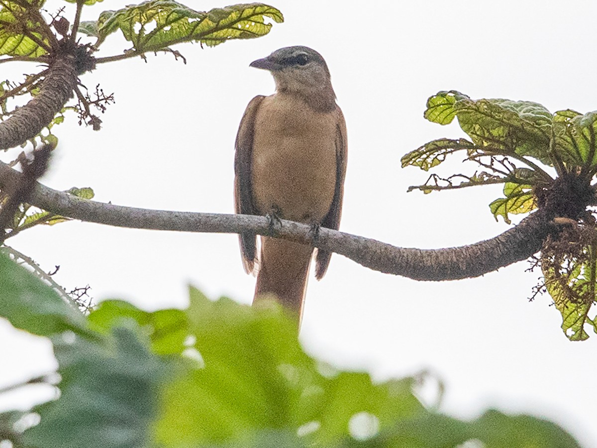 Bismarck Cicadabird - Edolisoma remotum - Birds of the World