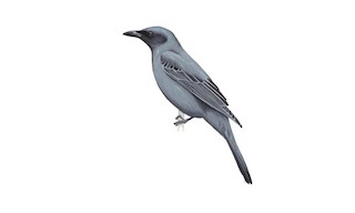 Rossel Cicadabird - Edolisoma rostratum - Birds of the World