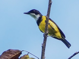 Nendo Whistler - Pachycephala ornata - Birds of the World
