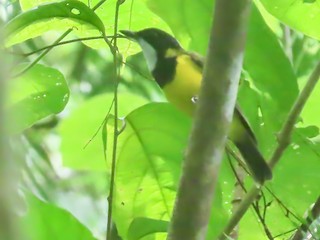 Utupua Whistler - Pachycephala utupuae - Birds of the World