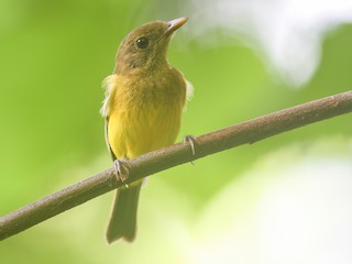 Vanikoro Whistler - Pachycephala vanikorensis - Birds of the World